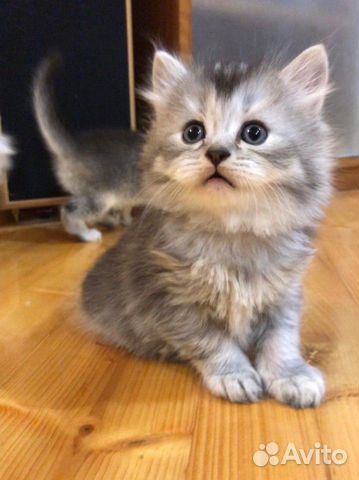 Милые шотландцы