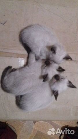 Продаются сиамские котята