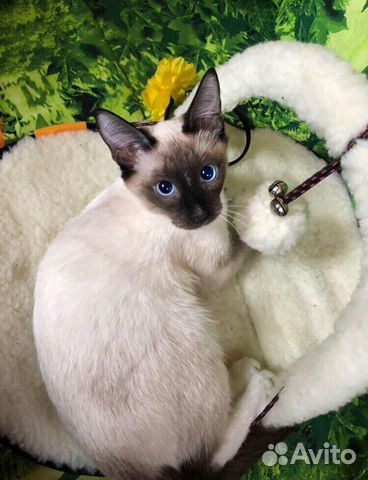 Котята Сноу шу