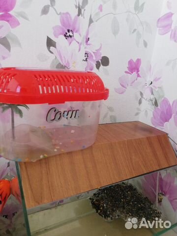 Аквариум для черепах