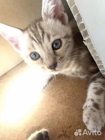 Чистокровная бенгалка