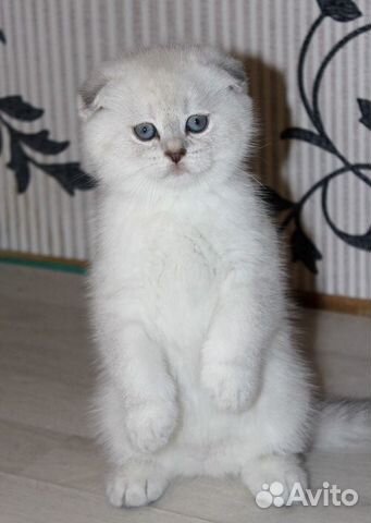 Скоттиш фолд