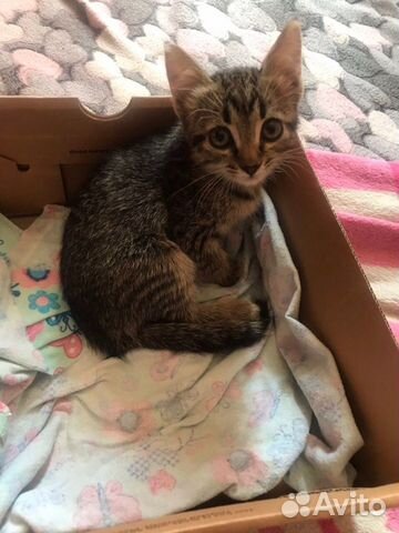 Котёнок