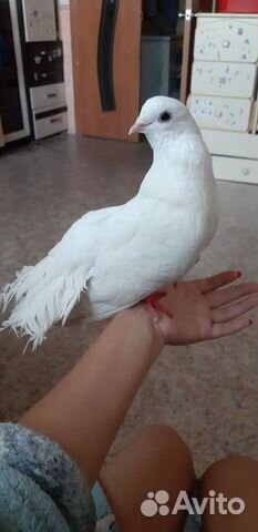 Ручной "Почтовый" голубь