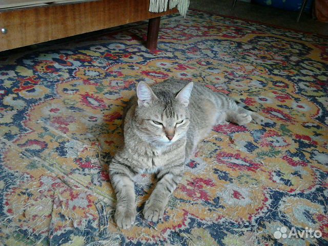 Кошка Есения