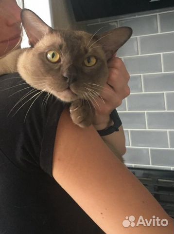Бурманский кот