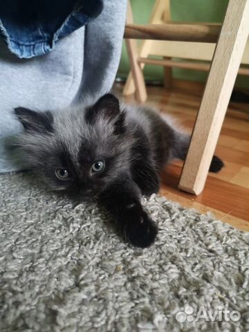 Отдадим красивую породистую киску