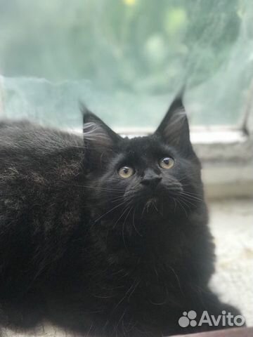 Мейн Куночки