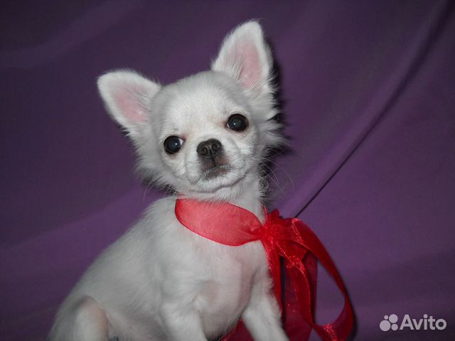 Маленький - Принц