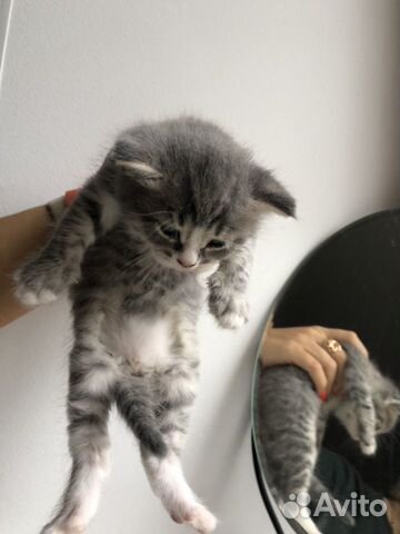 Котёнок