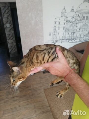 Кошка бенгал