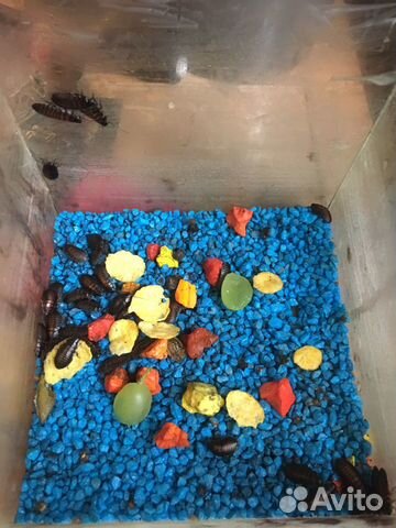 Мадагаскарские шипящие тараканы