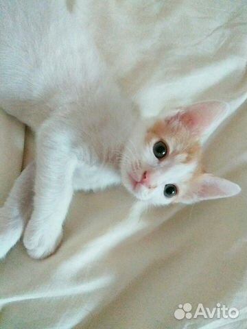 Котёнок 2-в-1 в ответственные руки