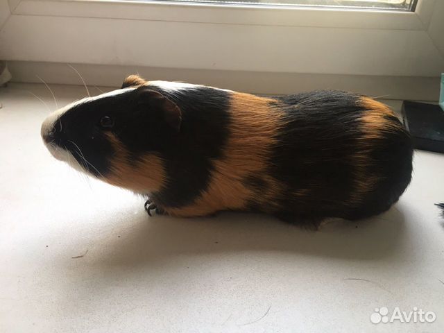 Морская свинка
