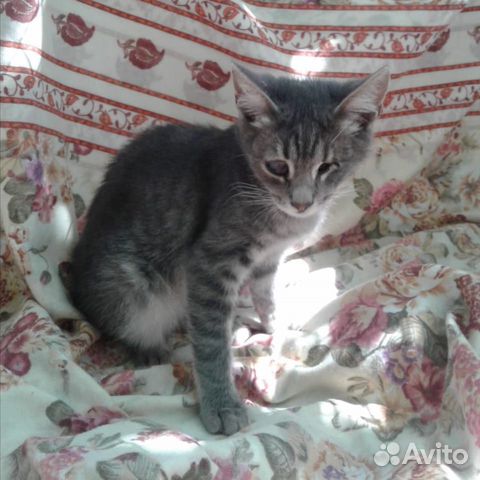 Особенная Кнопа, очень чистоплотная кошечка