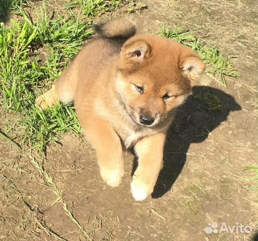 Щеночек сиба ину