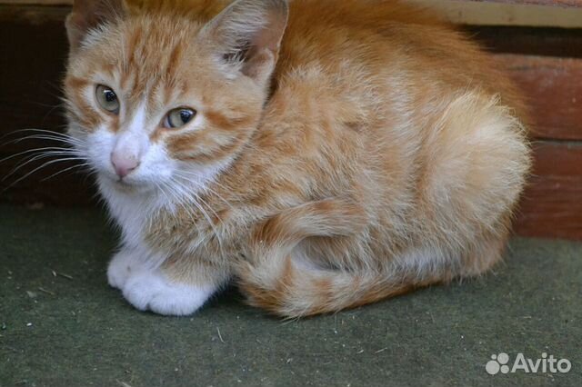 Коты потеряшки