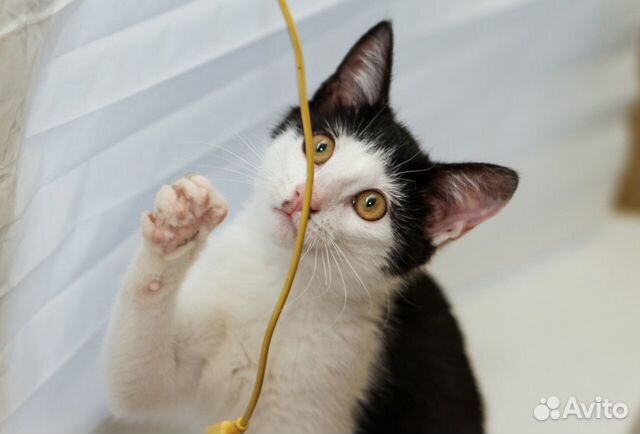 Котенок девочка 4-4,5 месяца