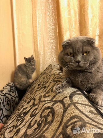 Котята британцы