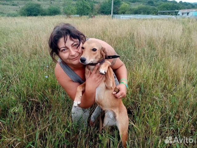 Ищет дом миниатюрная собака Хюрем