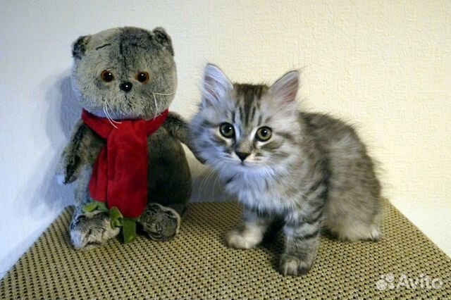 Котёнок сибиряк)