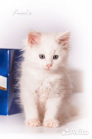 Девочка Мейкун