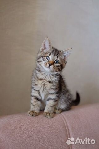 Одноглазый котенок Чили в добрые руки