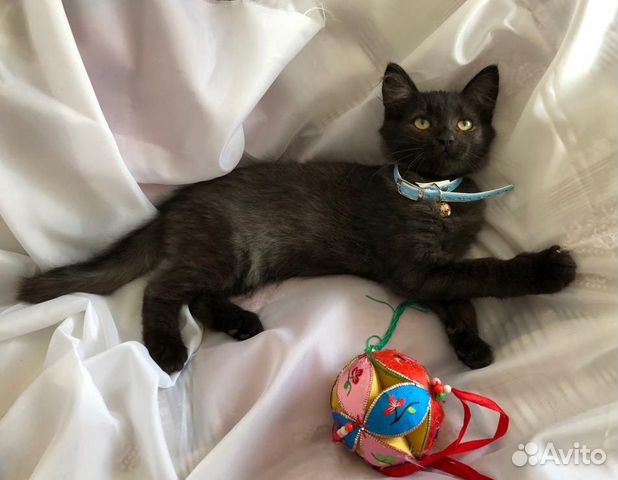 Котенок ищет дом