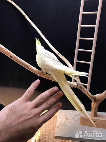 Попугай корелла ручной