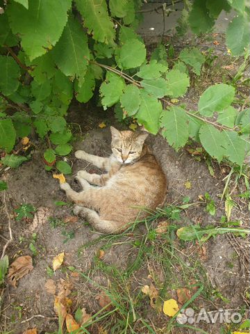 Крик о помощи Не проходите мимо