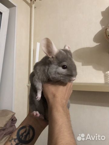 Шиншилла Маркуша