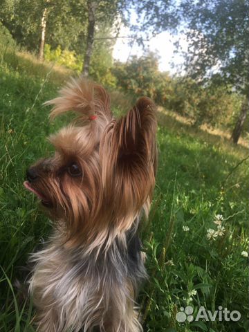 Йоркширский терьер (ищем девочку)