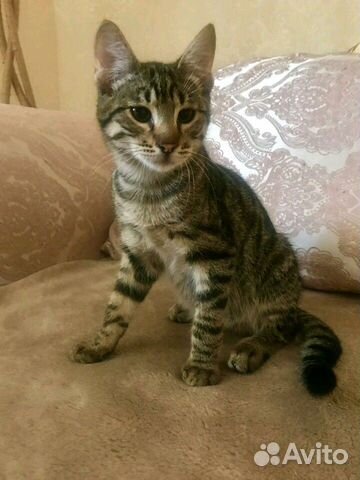 Котик Тимон