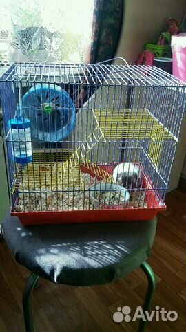 Хомяк с клеткой