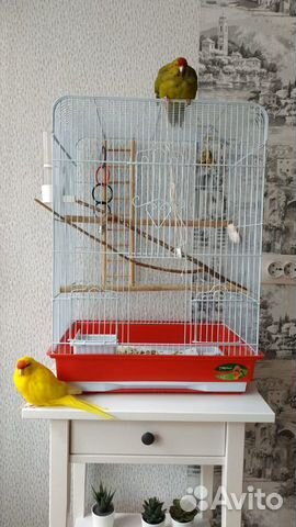 Какарики пара с клеткой