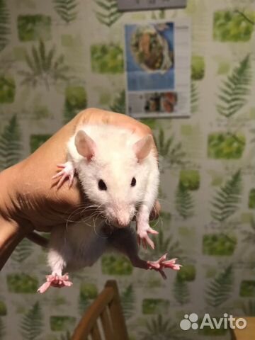 Крысенок. Крыса