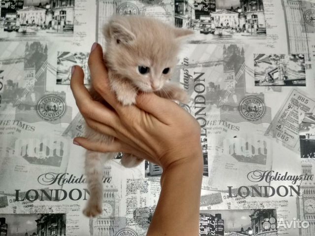 Бежевый котёнок девочка