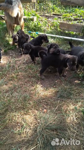 Щенки немецкой овчарки