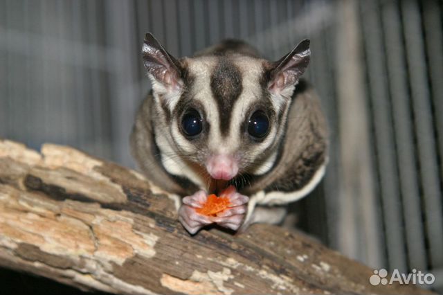 Сахарный поссум или белка летяга