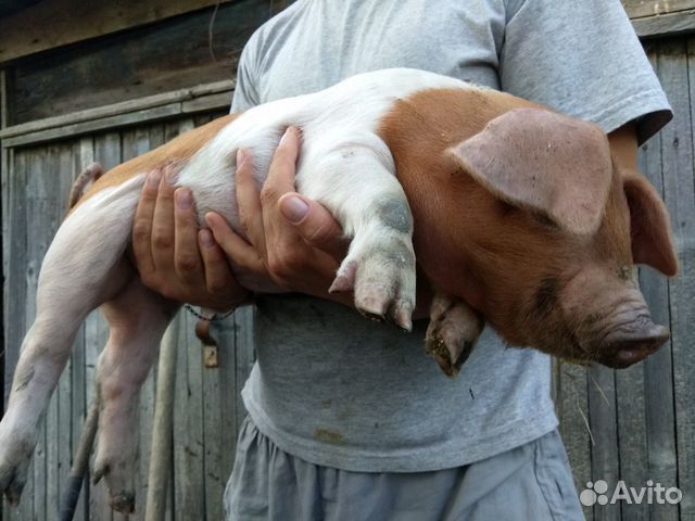 Поросята дюрок