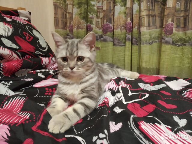 Кот шотландский прямоухий