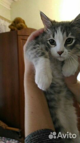 Котёныш с коротким хвостиком