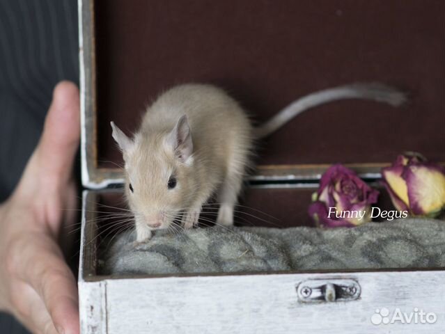 Дегусята пятнистый крем, ручные