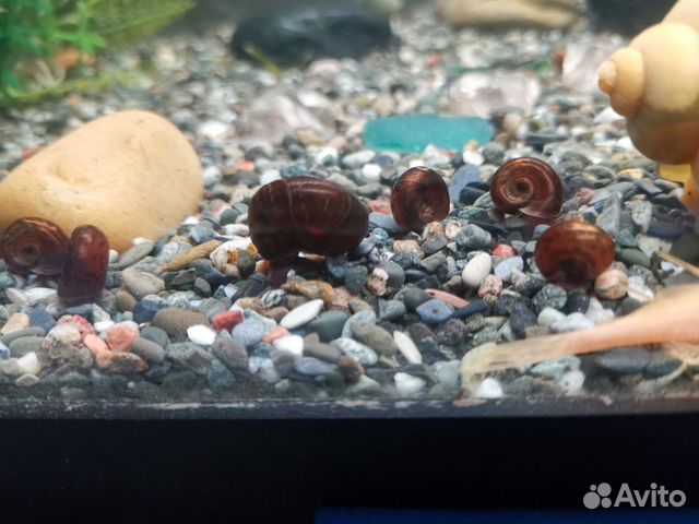 Улитки, прополка, Данио