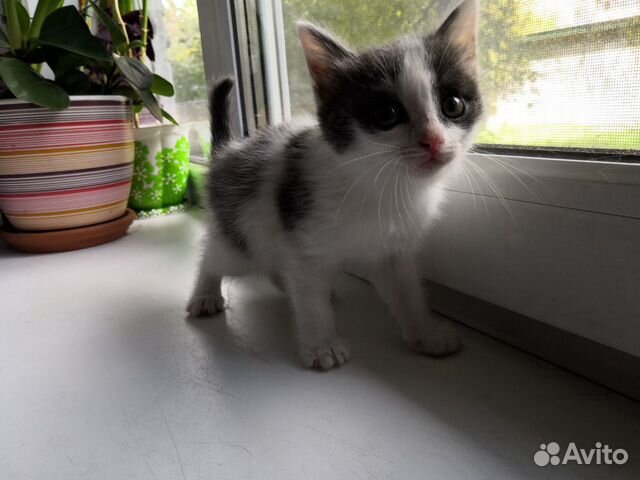 Котята