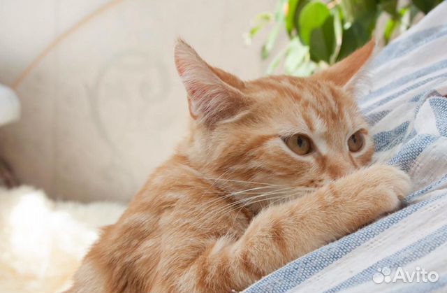 Рыжий котёнок Лютик 4 месяца в добрые руки