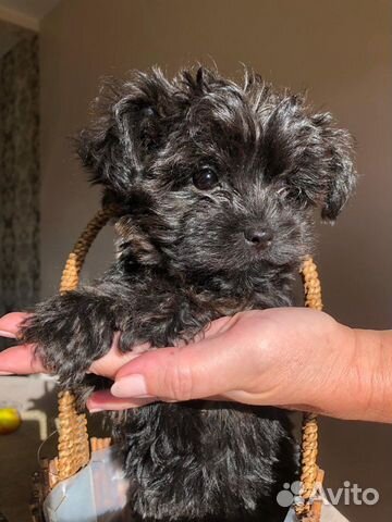 Щенки Петербургская орхидея