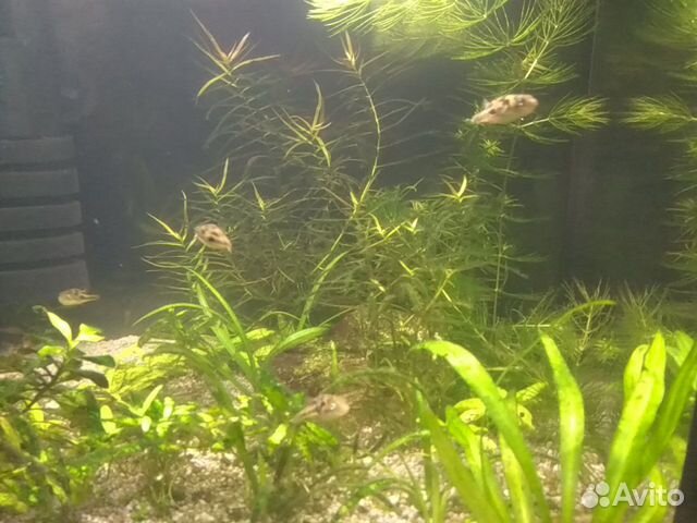 Карликовый тетрадон