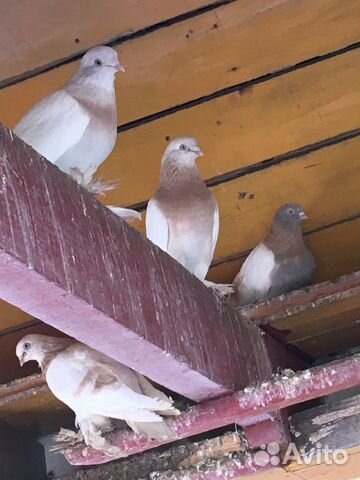 Голуби Агараны