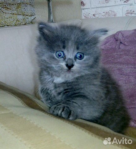 Сибирский котик